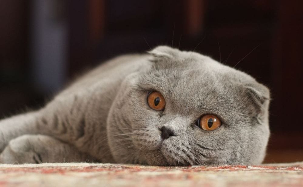 “Roman Winner Show”: i gatti più belli del mondo in esposizione a Roma ...