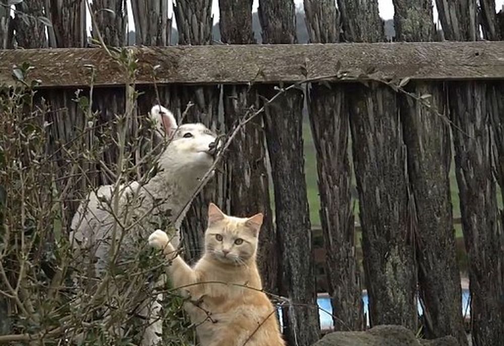 Steve: il gatto che crede di essere un agnello [VIDEO] - Velvet Pets