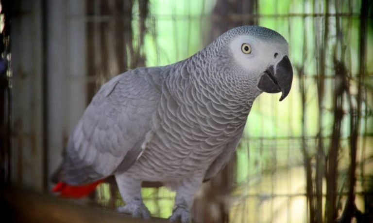 Torna a casa e trova i cani moribondi: tutta colpa del pappagallo ...
