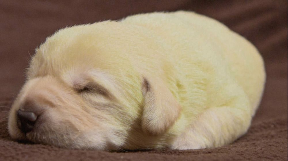 green labrador - Velvet Pets