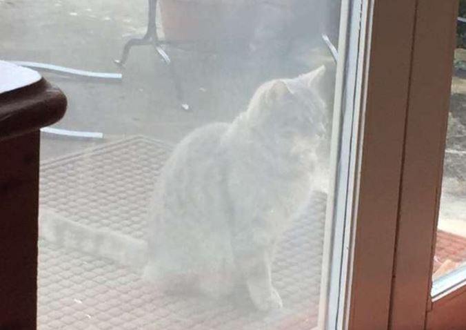 Un gatto guarda tutti i giorni dalla finestra: il motivo è straziante. Foto Un gatto guarda tutti i giorni dalla finestra: il motivo è straziante. Foto