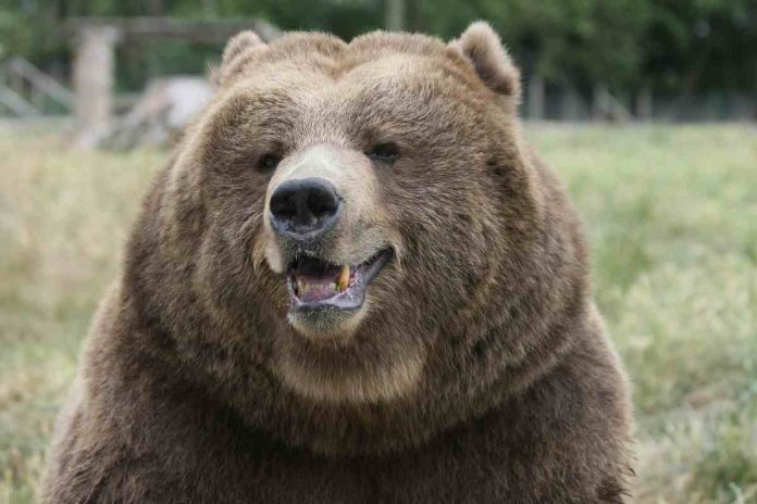Incontrano un orso per strada: "Educato", quello che fa lascia tutti di ...