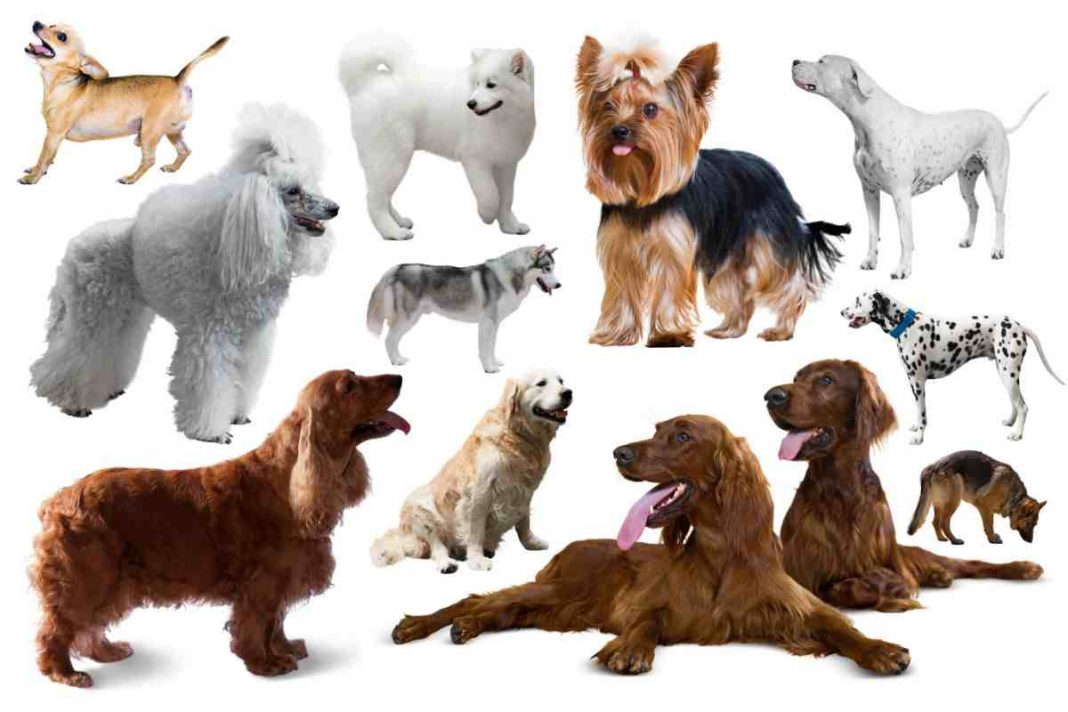 La classifica delle 10 razze canine più affettuose: quali sono - Velvet ...