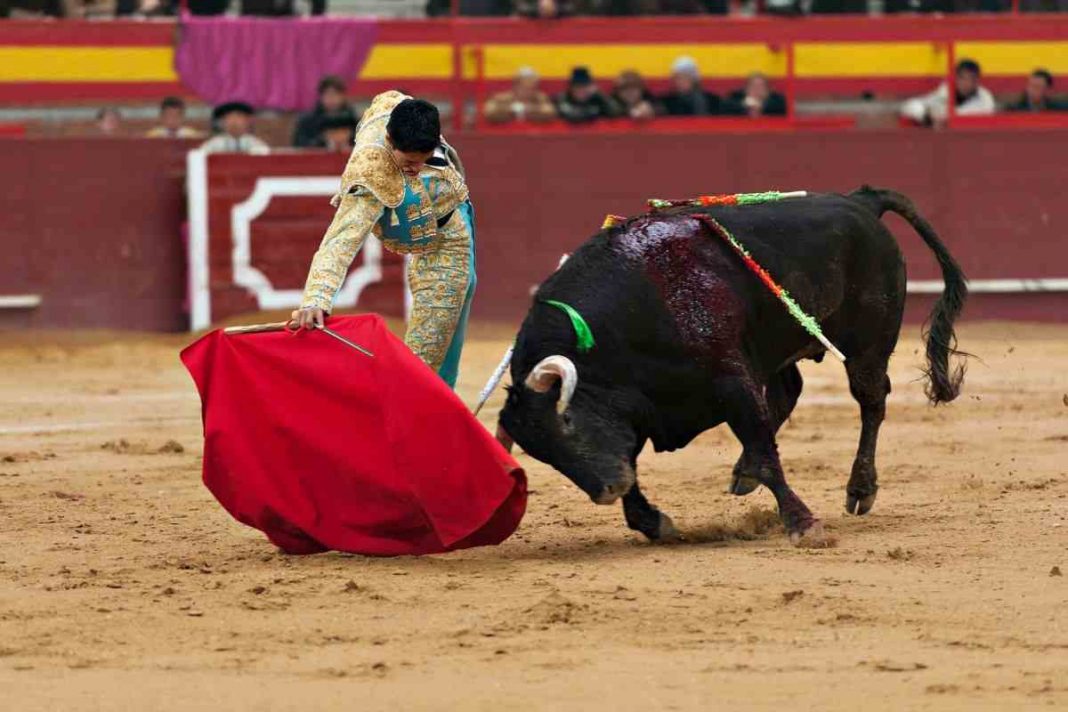 Torero ferma la corrida e scoppia a piangere: il gesto del toro che gli ha cambiato la vita ...