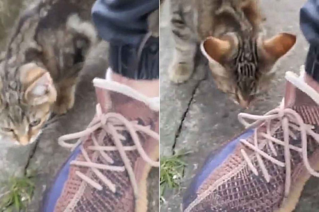 Además de Tom y Jerry: el ratón se burla del gato de forma emocionante ...