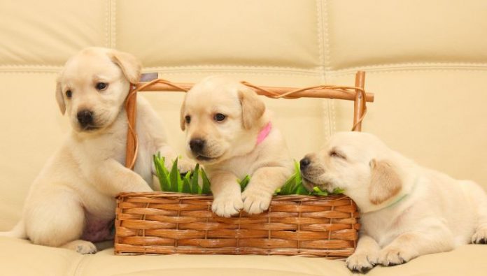 Il labrador Retriver è considerato il re dei cani, c'è un motivo che lo ...