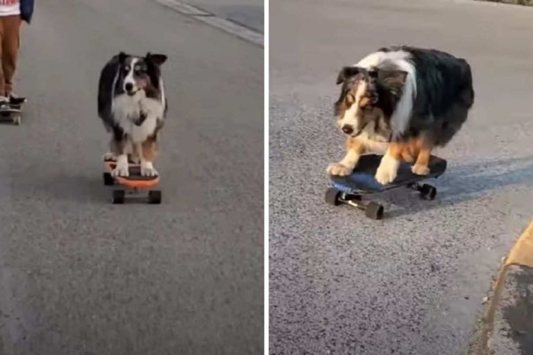 Il cane che va sullo skate ha conquistato il web: le immagini