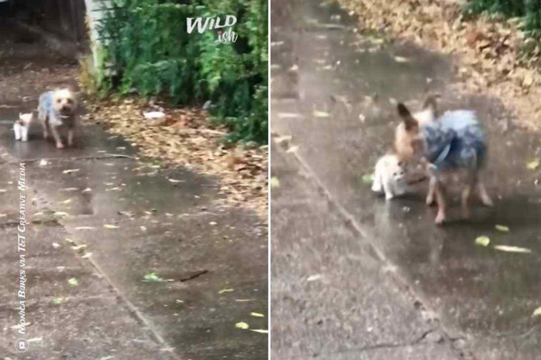 Un cane porta a casa un gattino abbandonato; il video commovente diventa virale - Velvet Pets