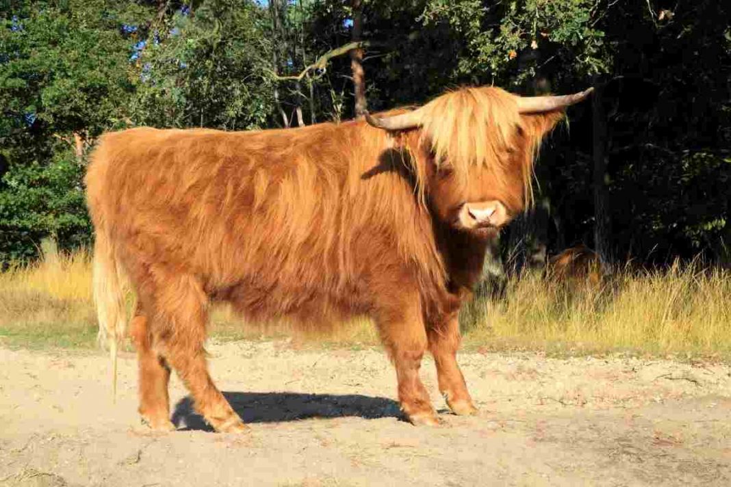 Le mini mucche esistono davvero: ecco come è stato creato questo ...