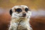 Disney, che animale è nella realtà il simpaticissimo “Timon”? Specie e ...
