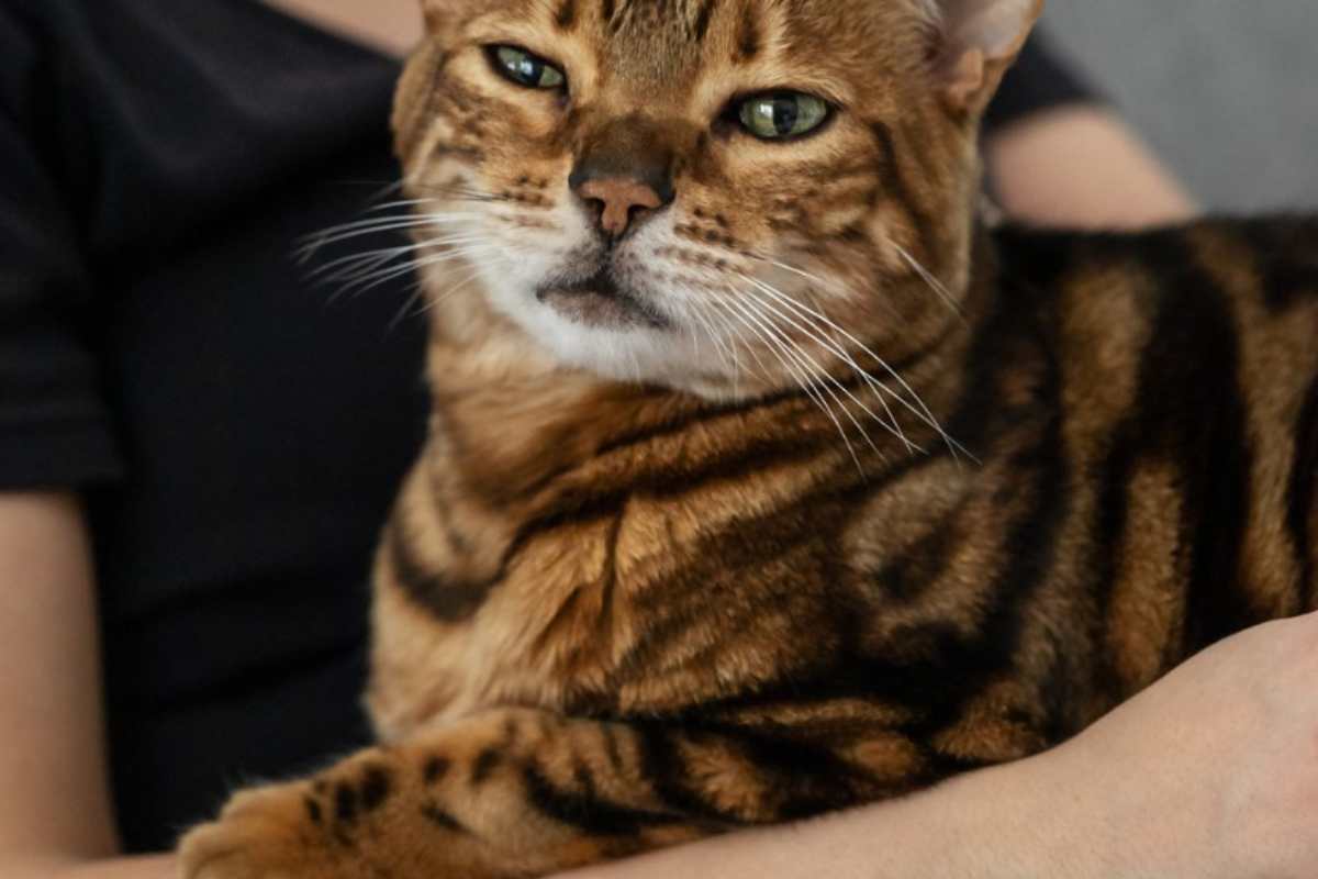 Creatura misteriosa: lo strano caso del gatto con due nasi: le ...